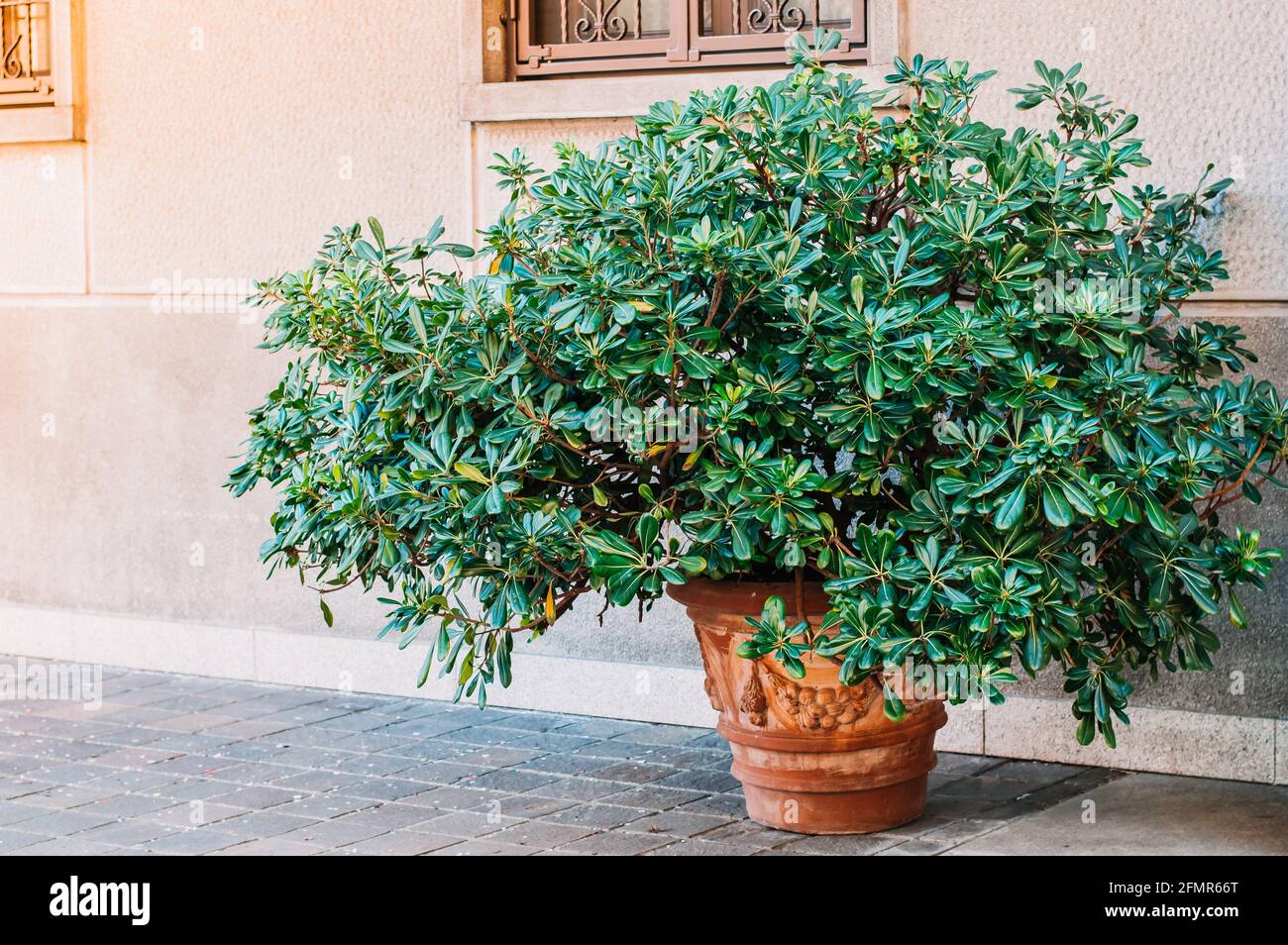 decor a large clay pot with leaves plant Stock Photo - Alamy