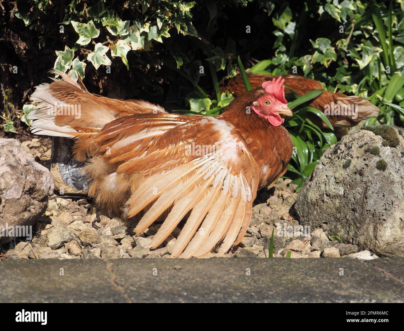 Sandi the rescue (ex-battery) hen enjoying the sun in her new home ...