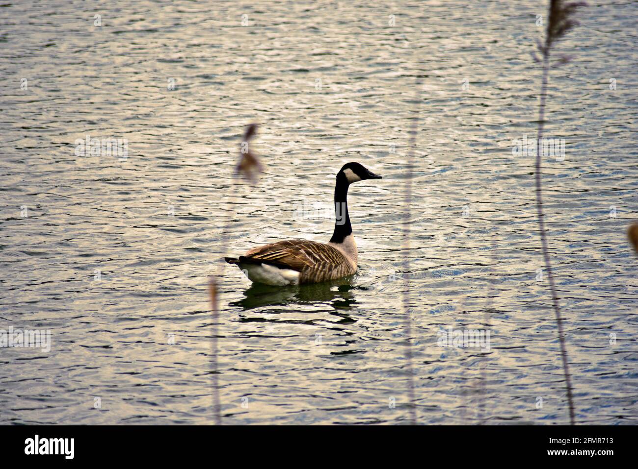 Goose in water hi-res stock photography and images - Alamy
