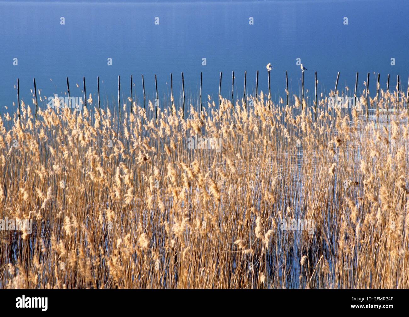Joncs au lac du Bourget en Savoie Stock Photo - Alamy