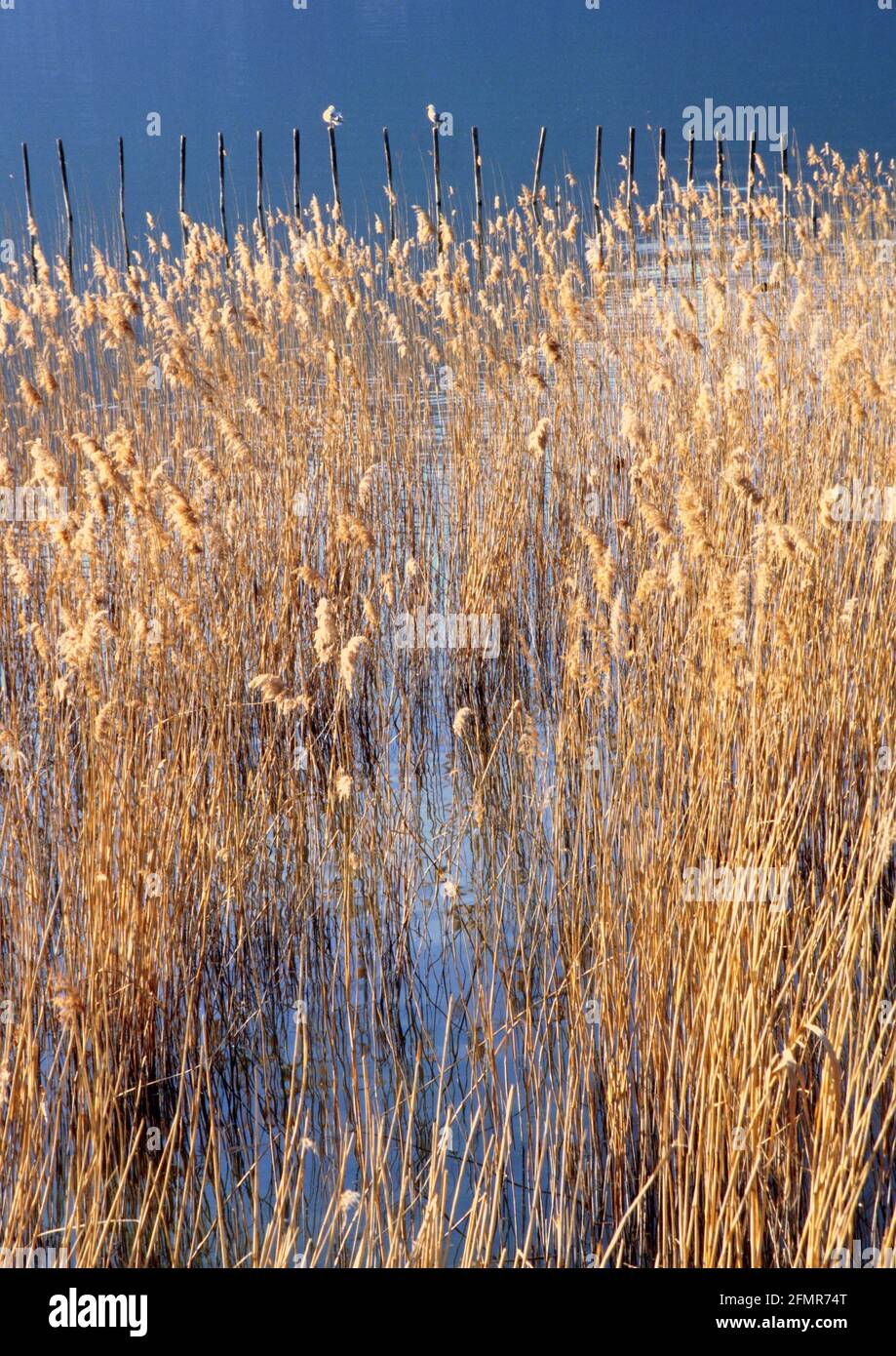 Joncs hi-res stock photography and images - Alamy