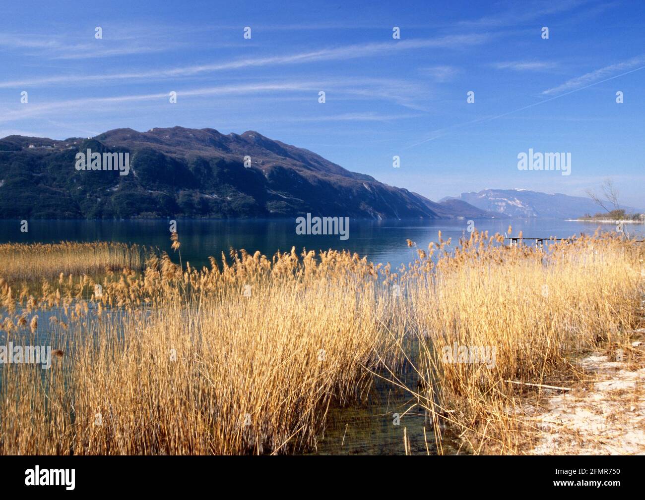Joncs hi-res stock photography and images - Alamy