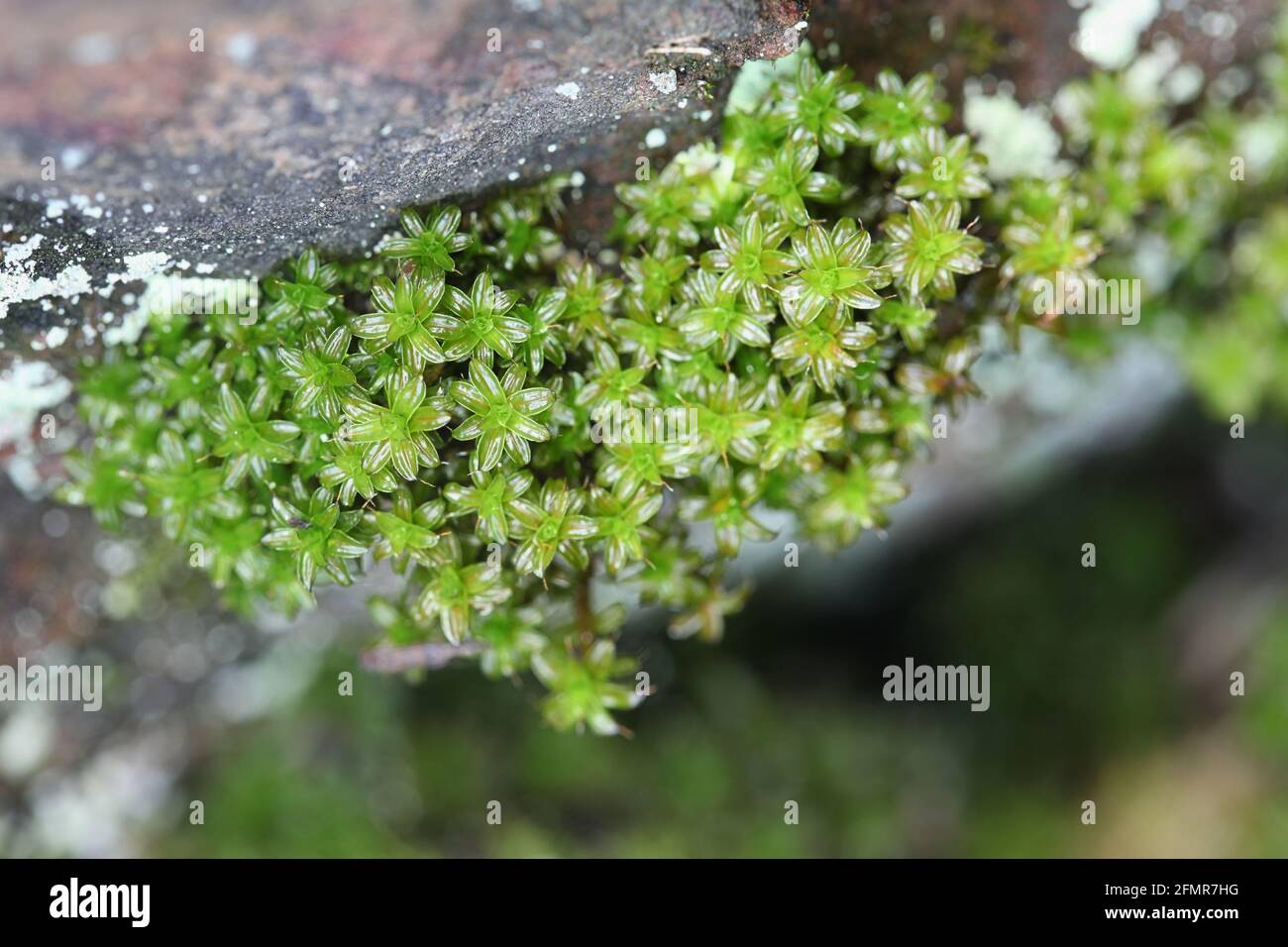 Syntrichia ruralis, commonly known as twisted moss and star moss Stock ...