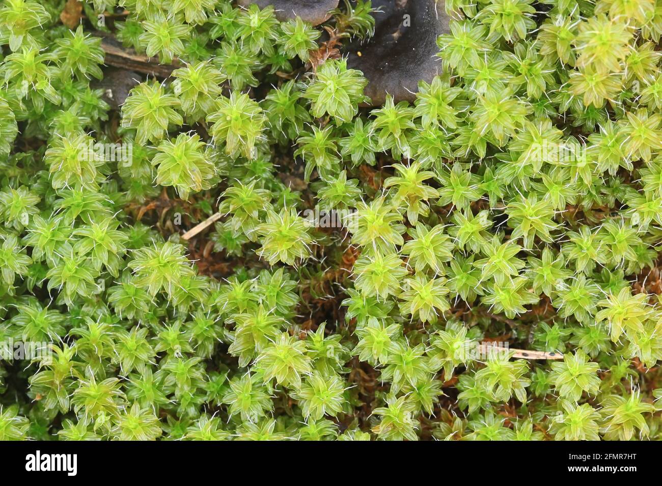 Syntrichia ruralis, commonly known as twisted moss and star moss Stock ...