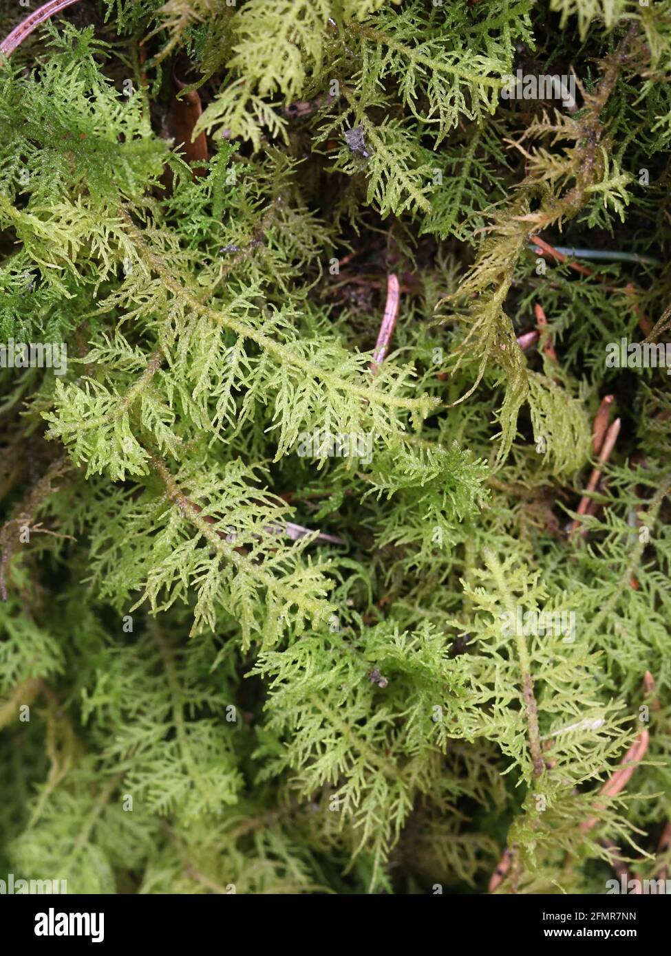 Thuidium recognitum, known as lesser tamarisk-moss or thuidium moss ...