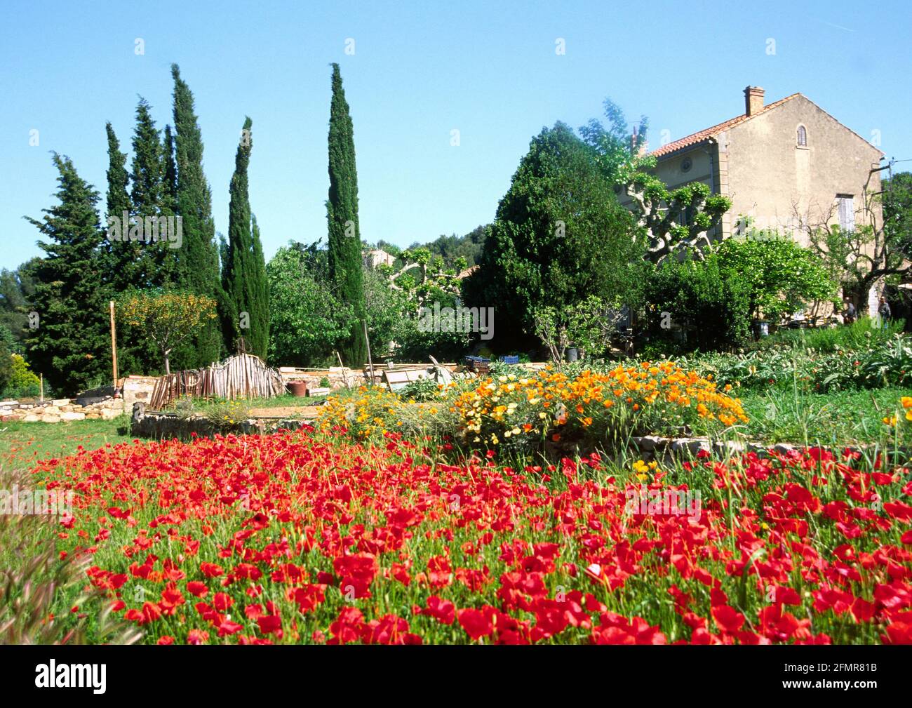 Poppy field at spring to Le Pradet in Provence Stock Photo - Alamy