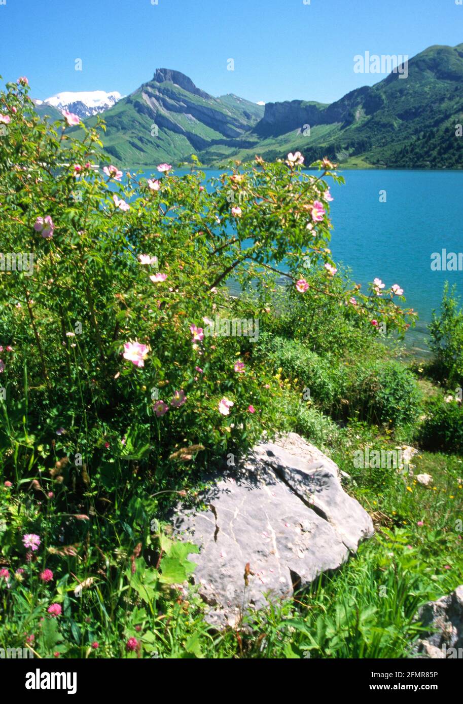 Lake Roselend in Beaufortain in summer Stock Photo - Alamy