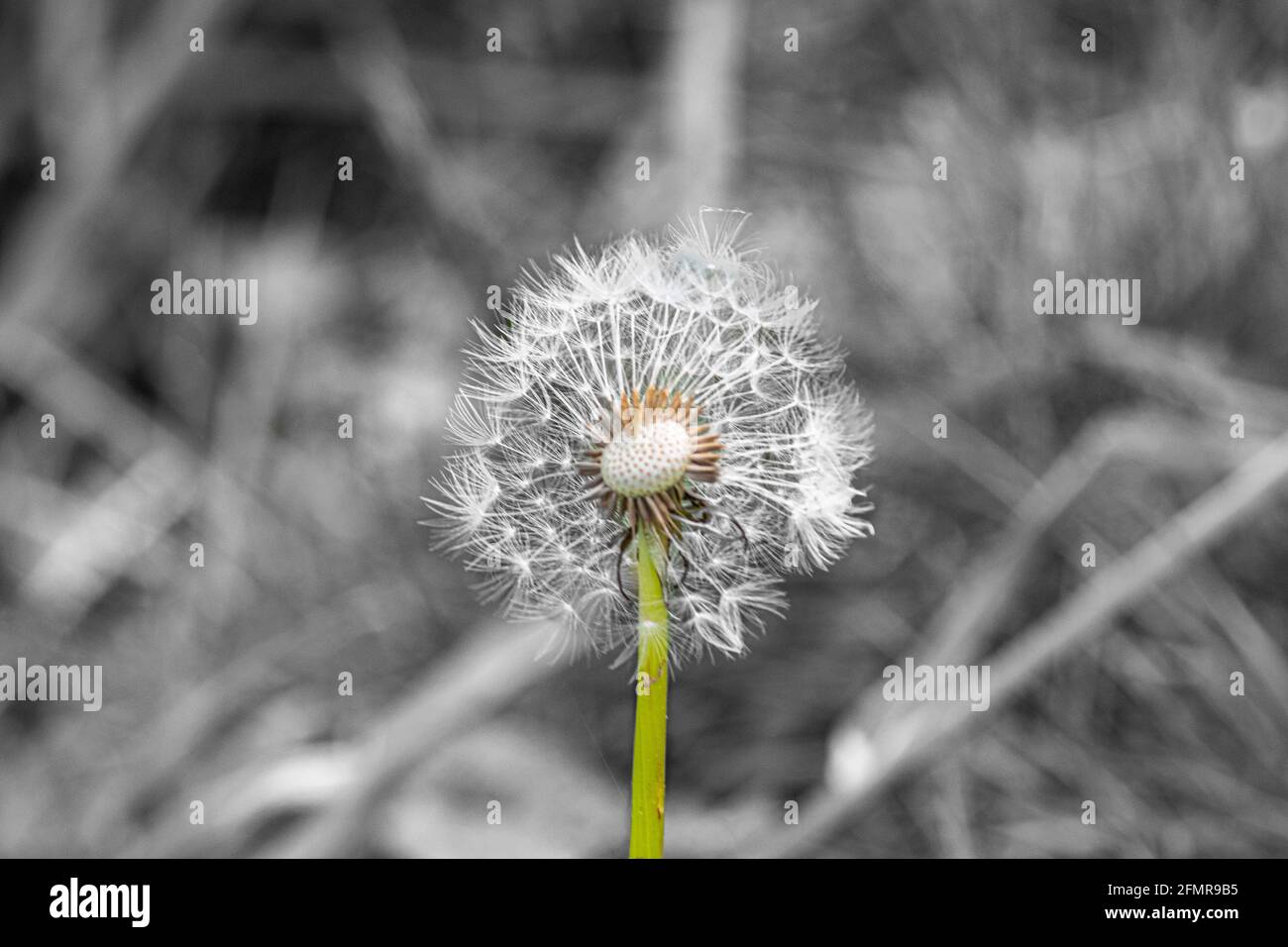 Single colored dandelion on black amd white background Stock Photo - Alamy