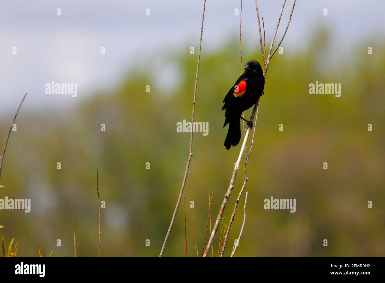 Red-winged blackbird (Agelaius phoeniceus Stock Photo - Alamy