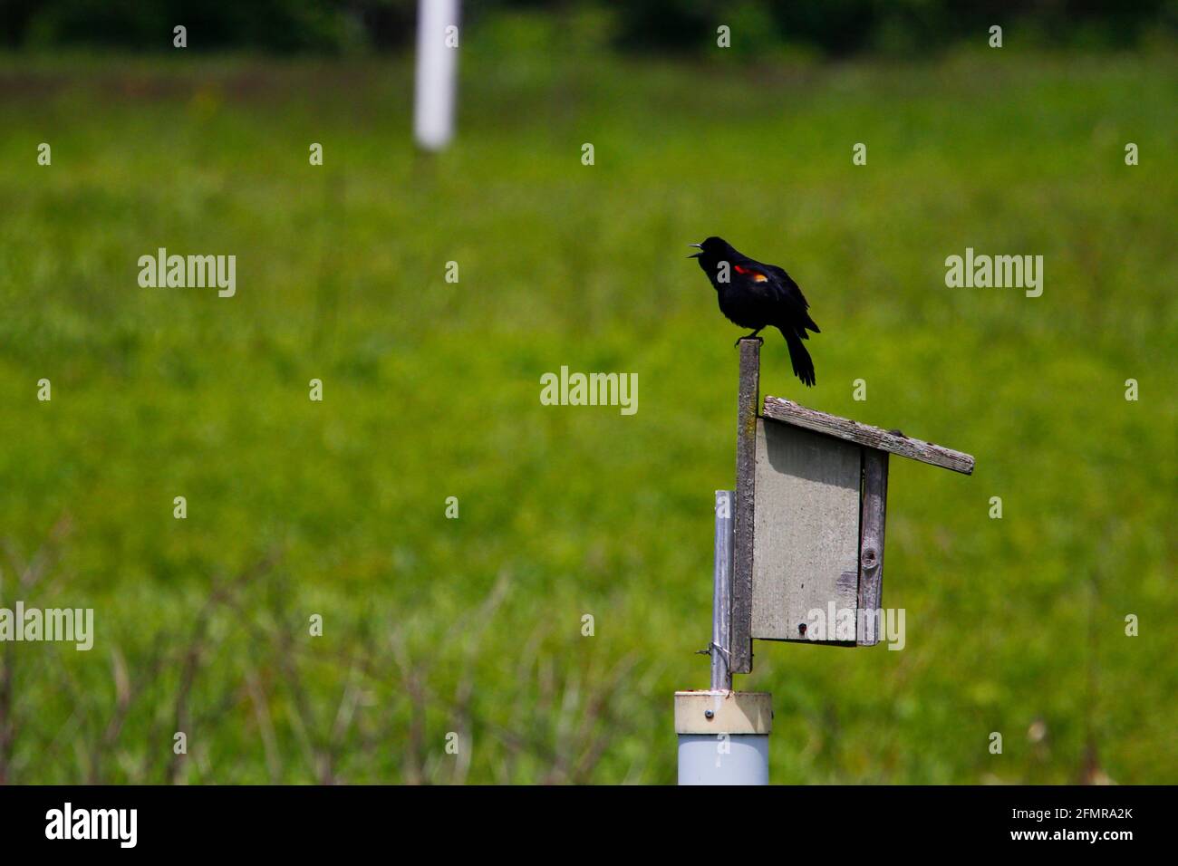 Agelaius phoeniceus image hi-res stock photography and images - Alamy