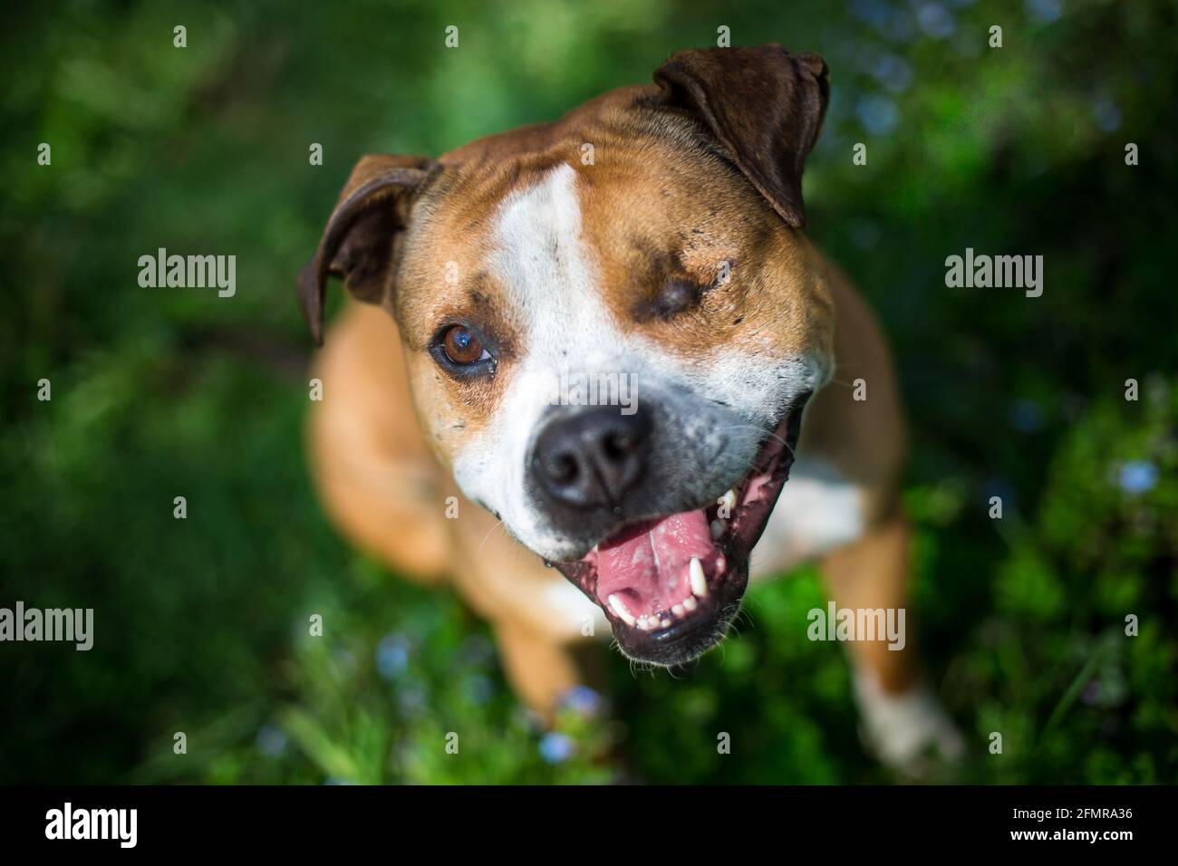 One eyed pit bull hi-res stock photography and images - Alamy