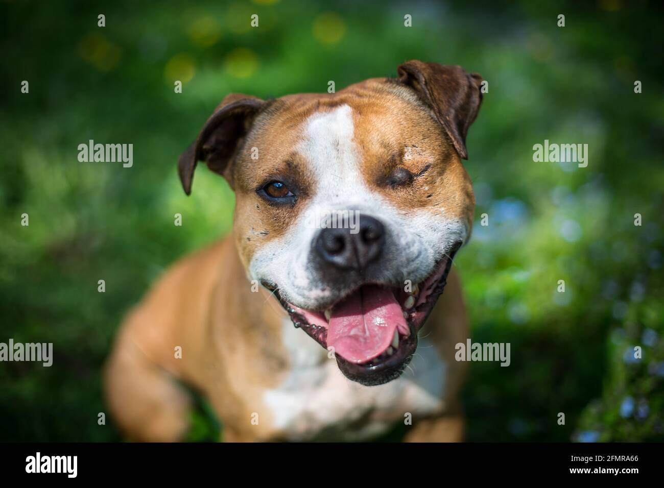 Pit bull spring hi-res stock photography and images - Alamy