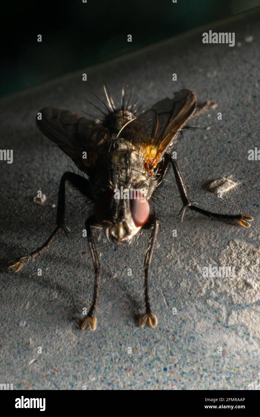 Fly macro photography with feet anatomy close-up. Damaged wing observed ...
