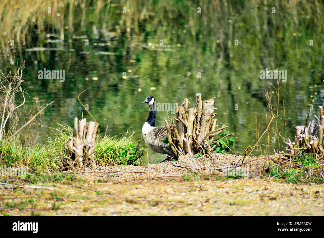 Checking birds hi-res stock photography and images - Alamy