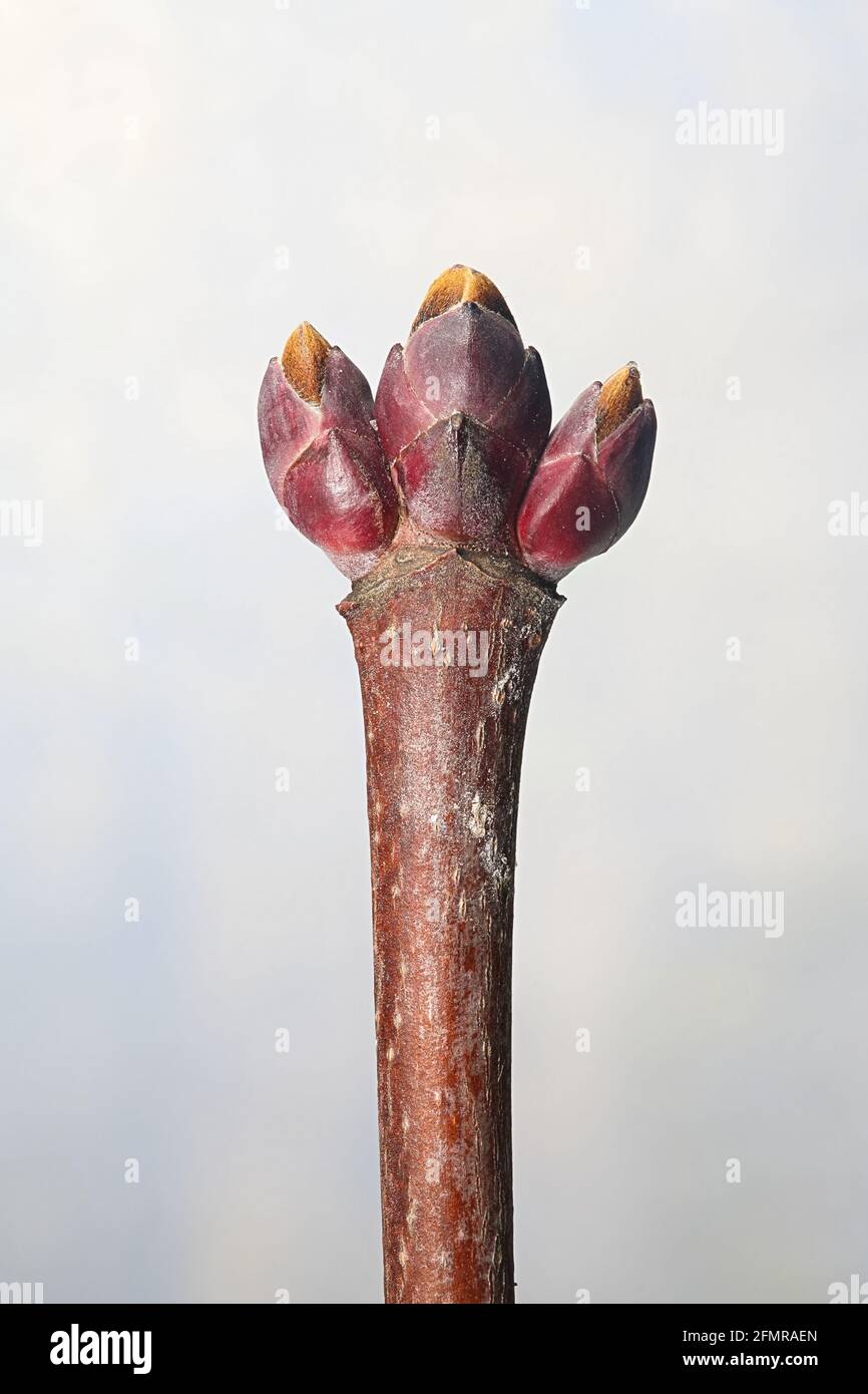 Acer Saccharum Buds