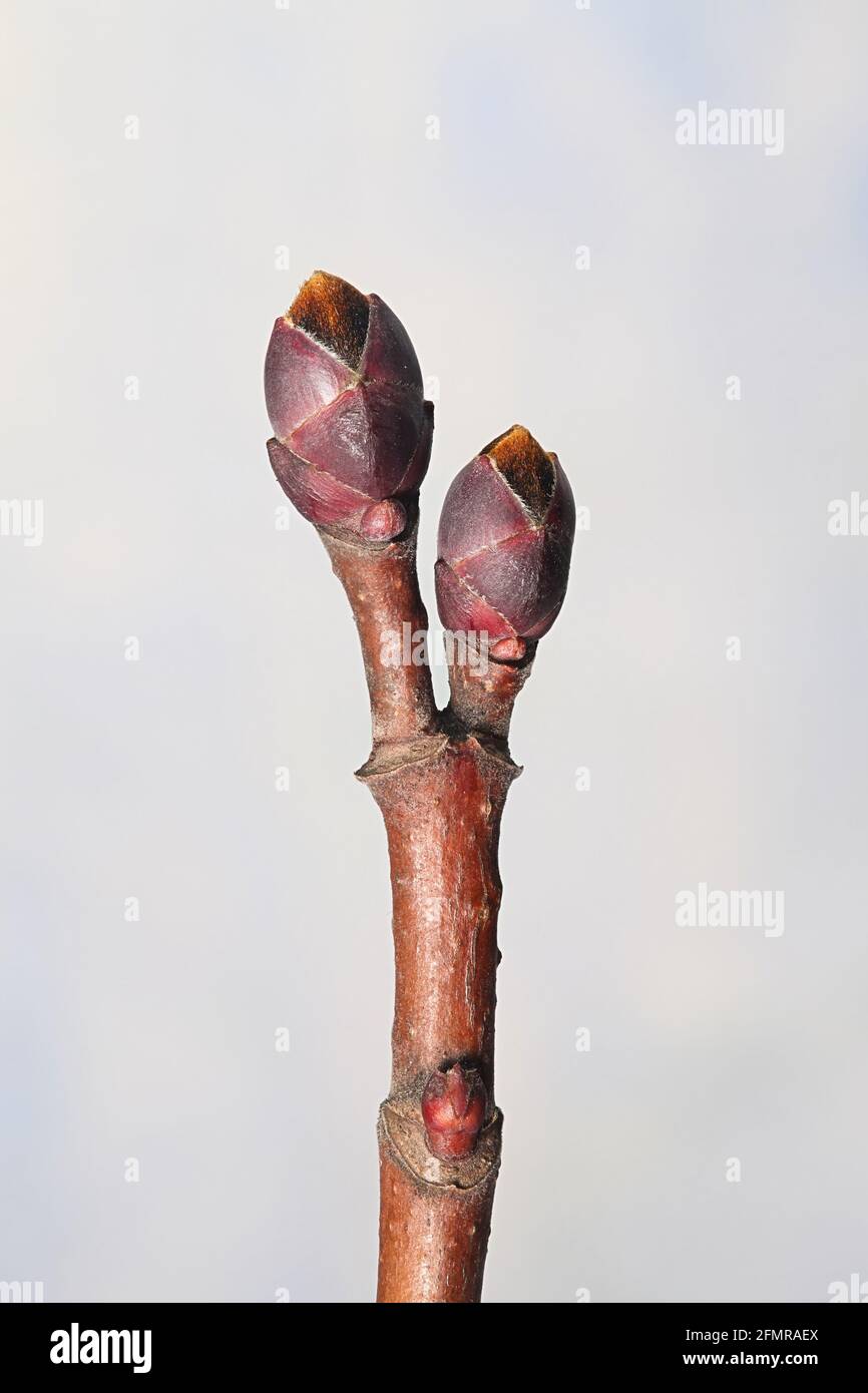 Leaf bud of Norway Maple, Acer platanoides, photographed in April Stock ...