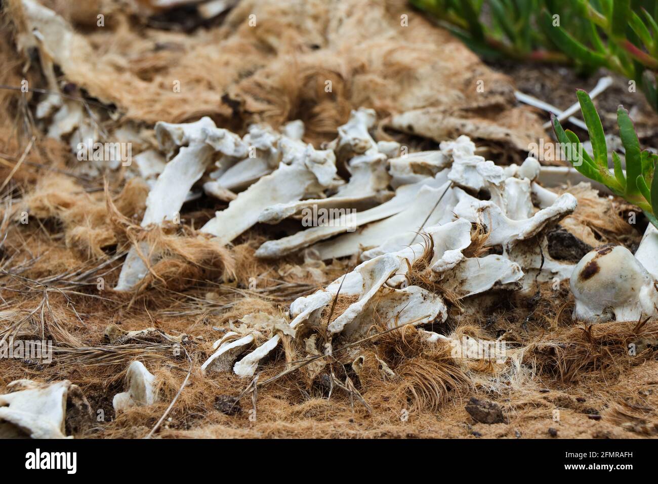 Dead animal bones hi-res stock photography and images - Alamy