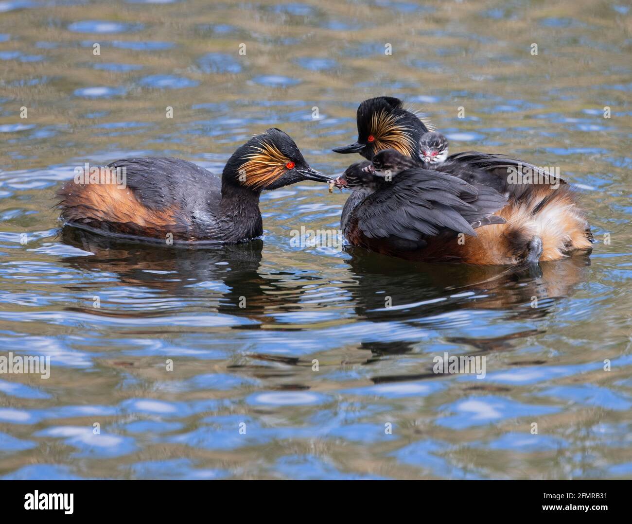 Black-necked Grebes feeding young Stock Photo - Alamy