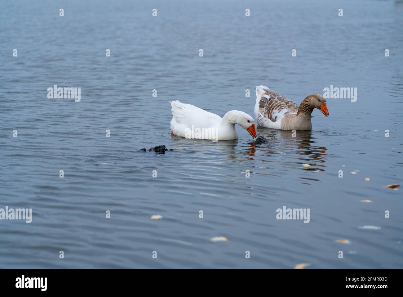 White geese swim in the water Stock Photo - Alamy