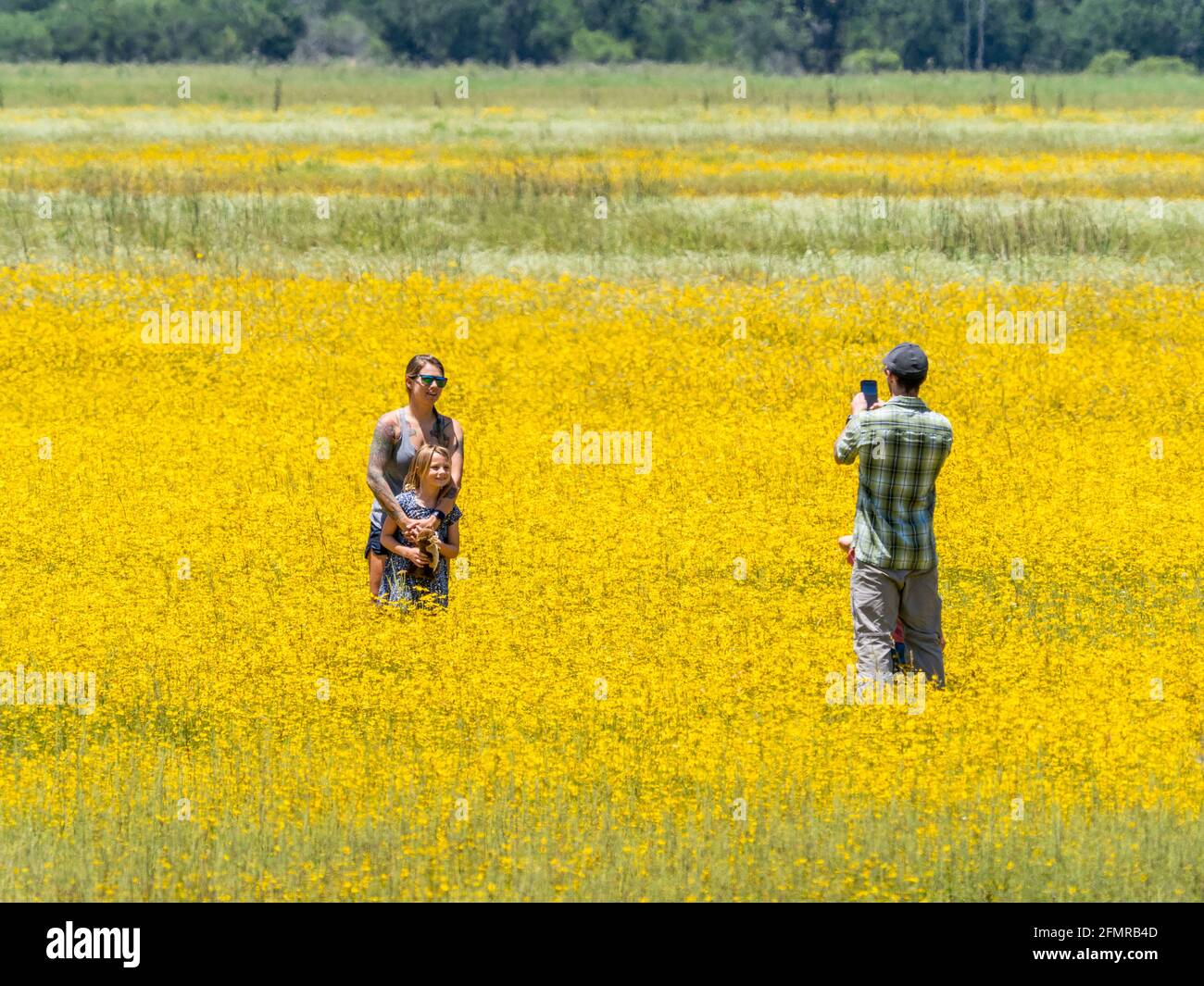 Family of kids and parents in field of yellow Coreopsis or Tickseed ...