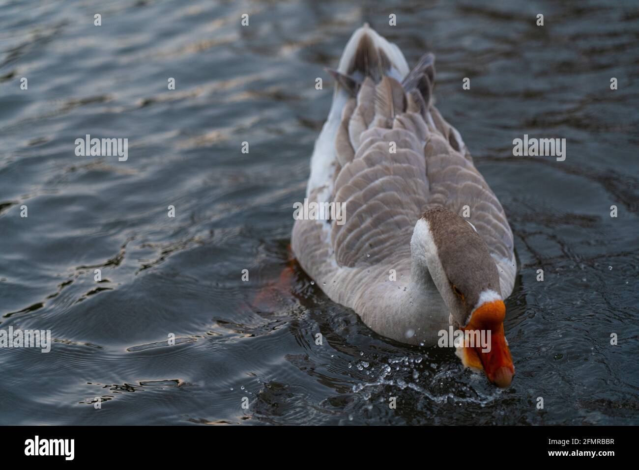 Chinese Geese Swimming High Resolution Stock Photography and Images - Alamy
