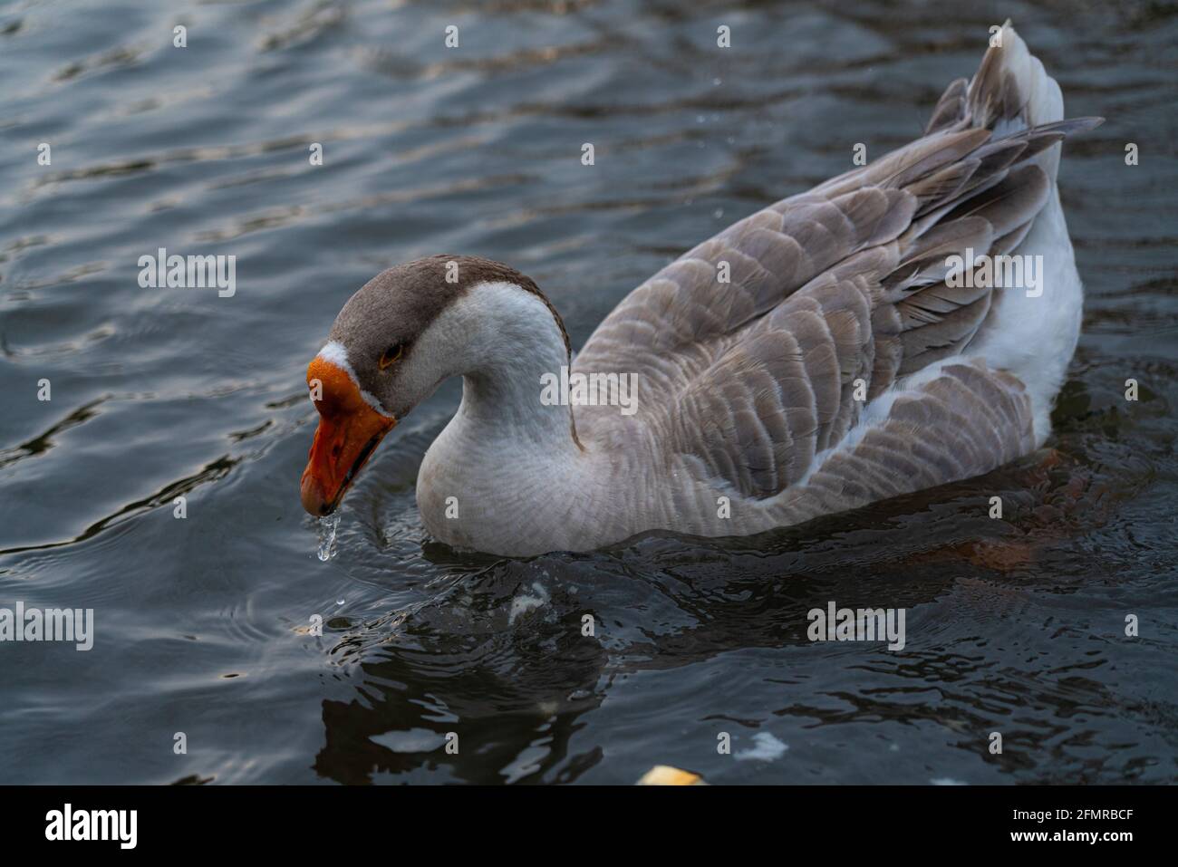 Gray goose eating bread in water Stock Photo - Alamy