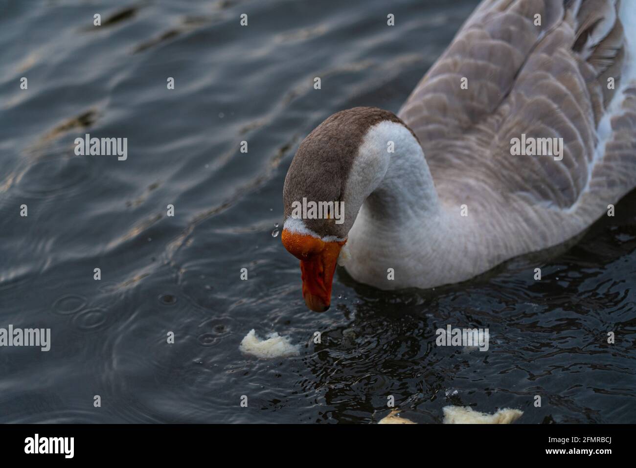 Gray goose eating bread in water Stock Photo - Alamy