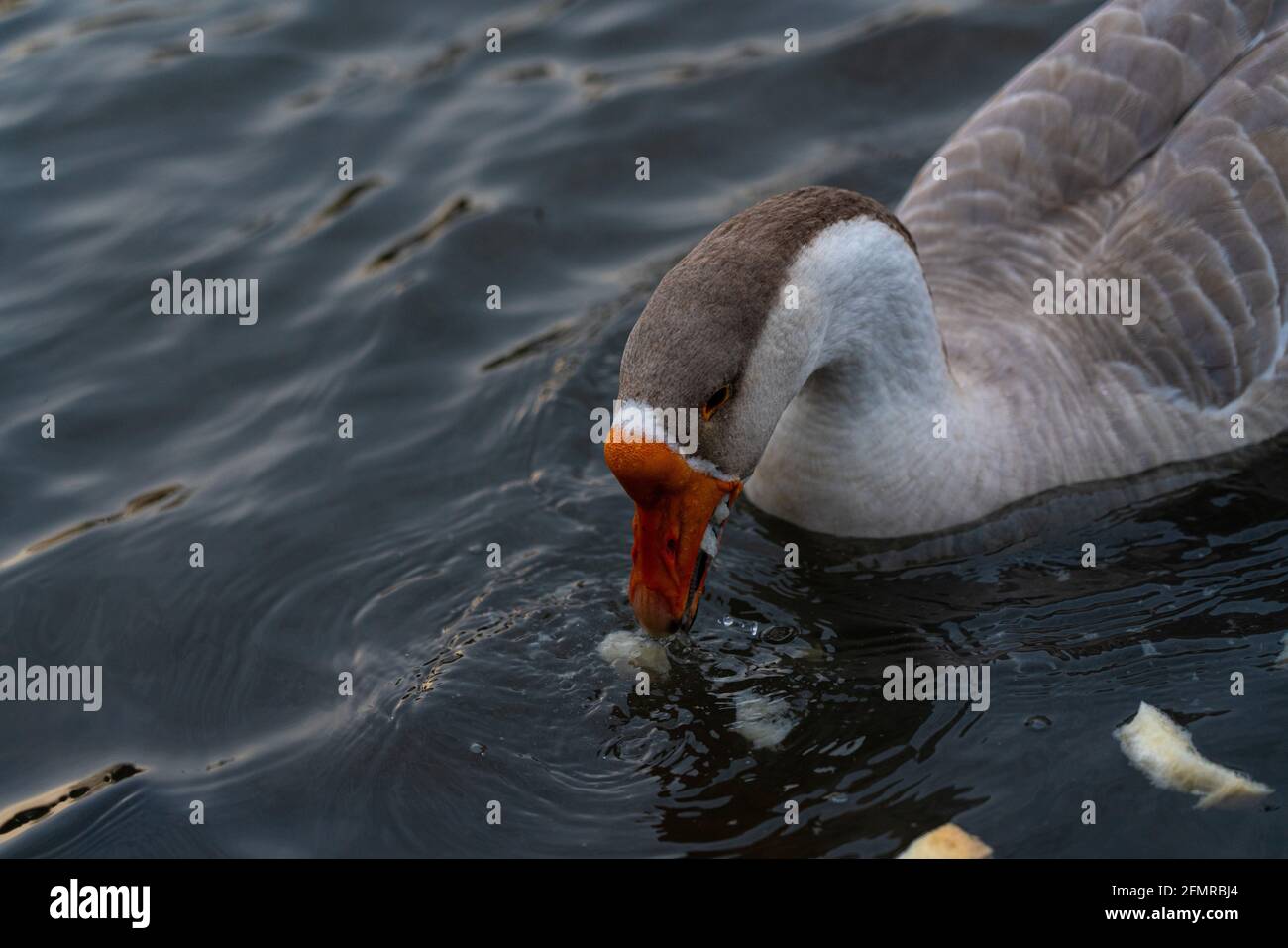 Feathered feet pigeon hi-res stock photography and images - Alamy