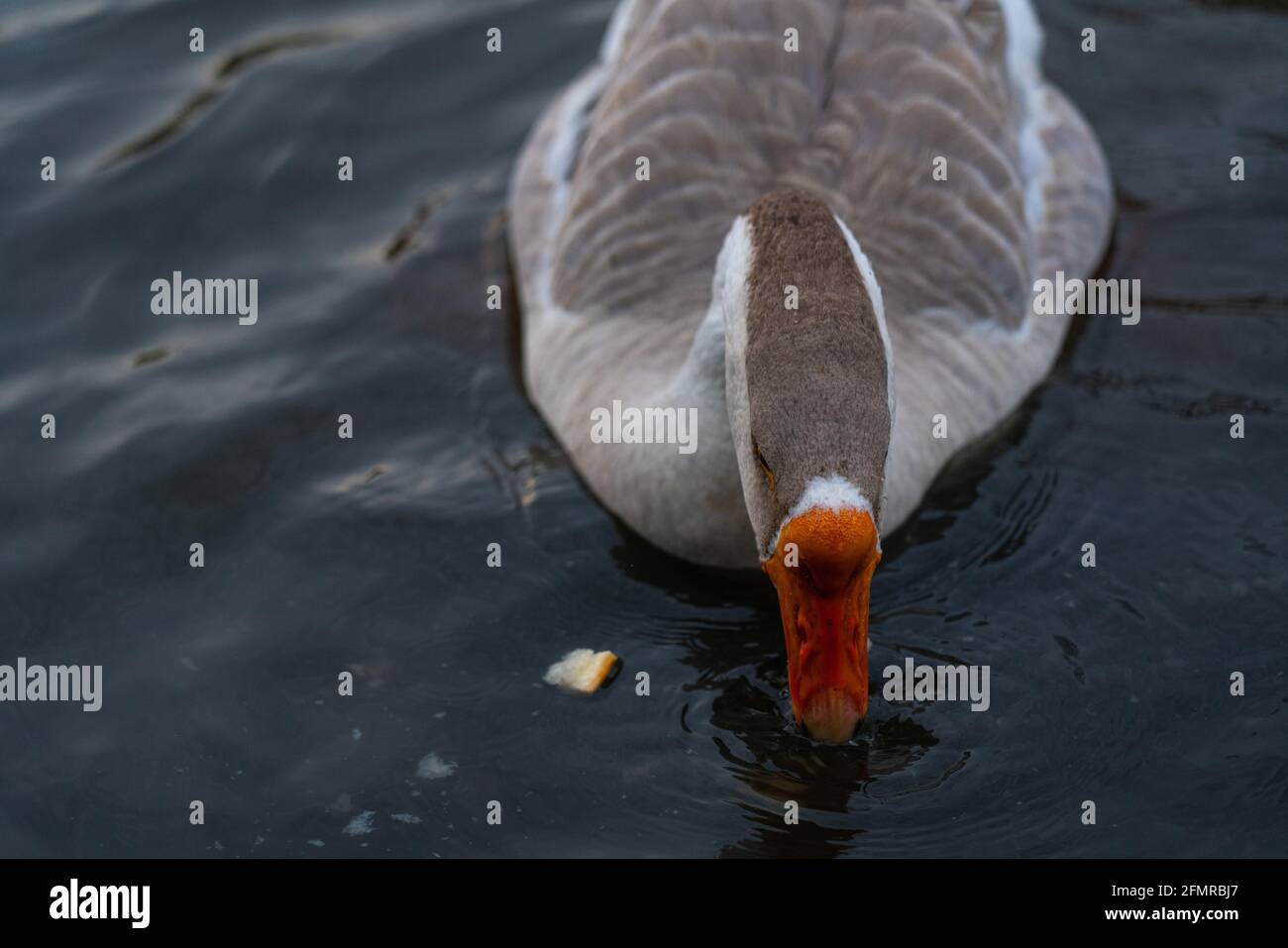 Gray goose eating bread in water Stock Photo - Alamy