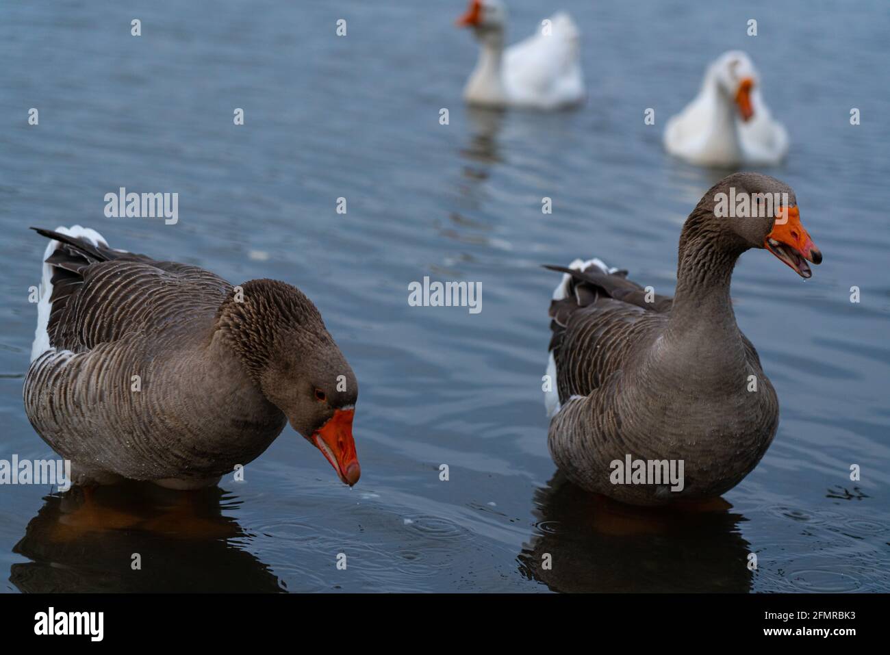 Gray goose eating bread in water Stock Photo - Alamy