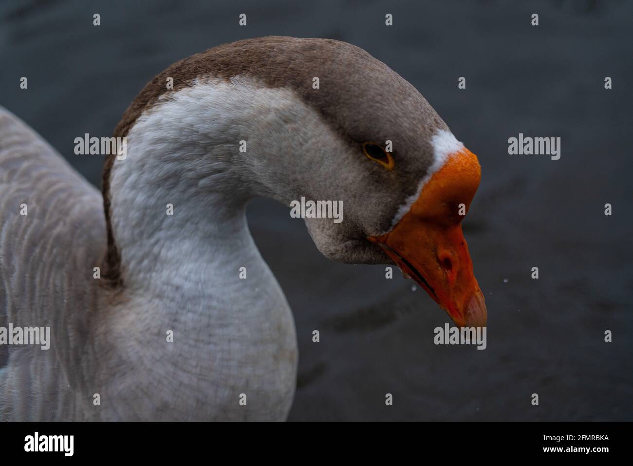 Gray goose eating bread in water Stock Photo - Alamy