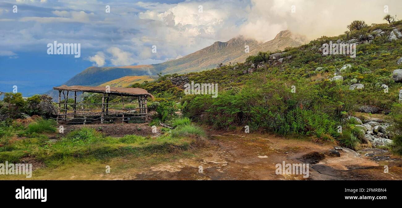 Mulanje Cedar nursery in Mount Mulanje,Malawi Stock Photo - Alamy