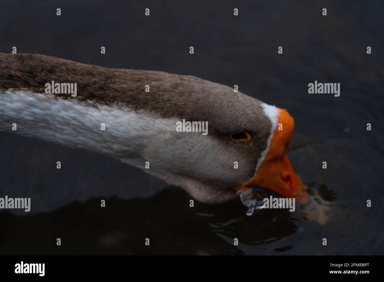 Gray goose eating bread in water Stock Photo - Alamy