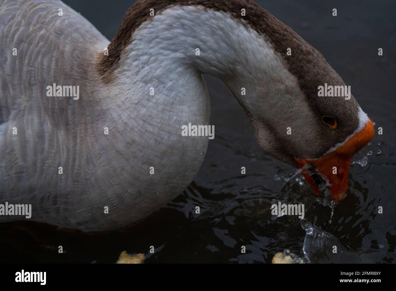 Gray goose eating bread in water Stock Photo - Alamy