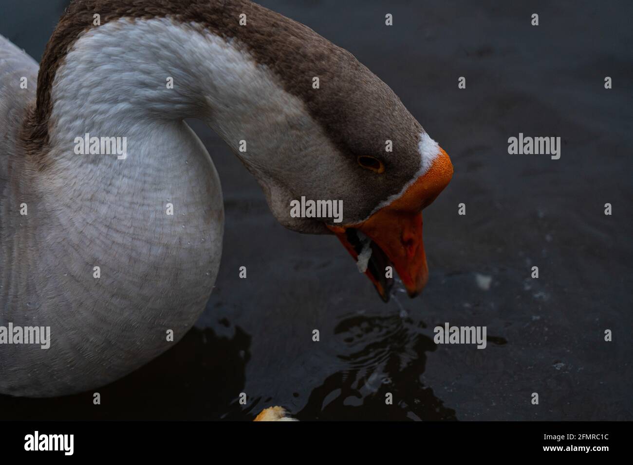 Goose arm hi-res stock photography and images - Alamy