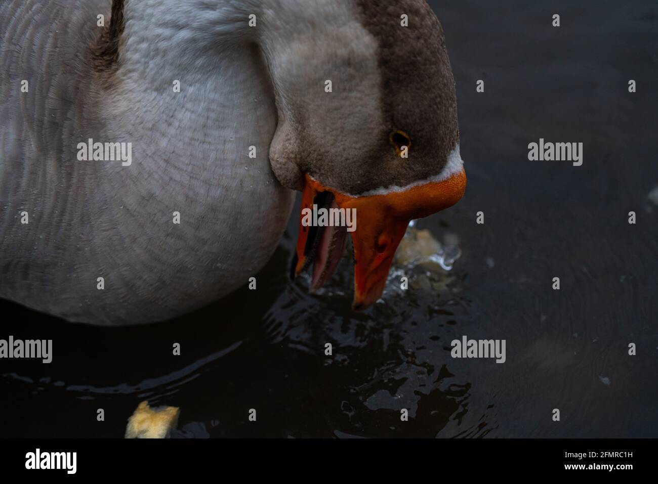 Feathered feet pigeon hi-res stock photography and images - Alamy