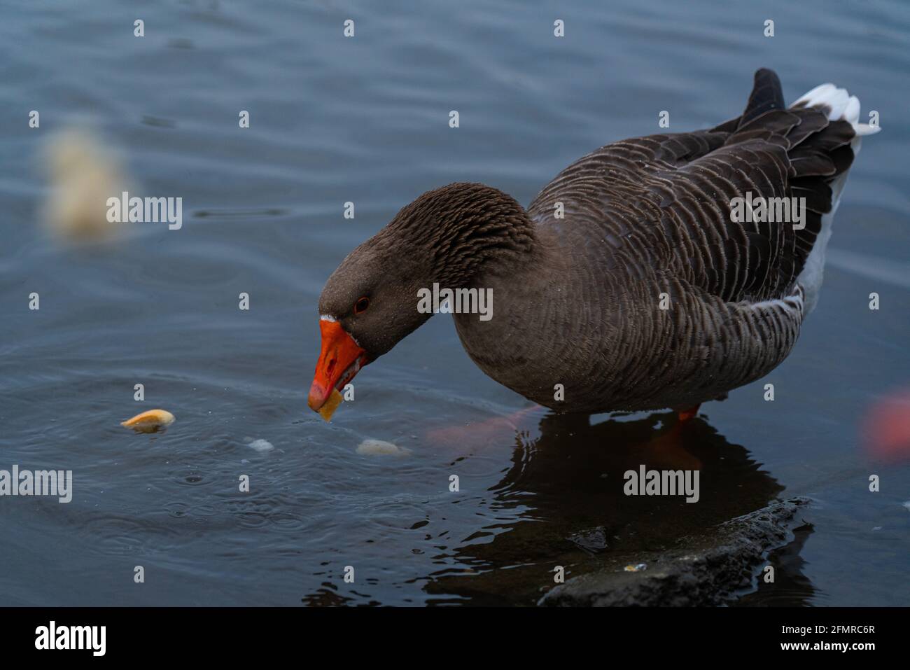 Gray goose stands in water and eats bread Stock Photo - Alamy