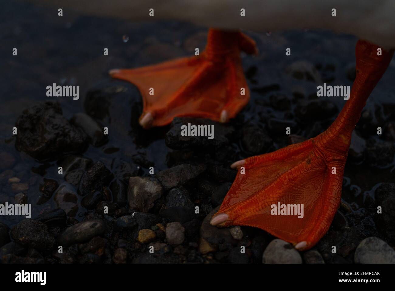 The red legs of the goose stand on the shore Stock Photo - Alamy