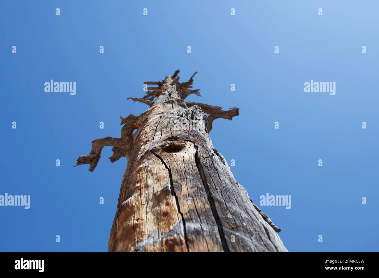 Dead tree still standing and reaching for Sky Stock Photo - Alamy