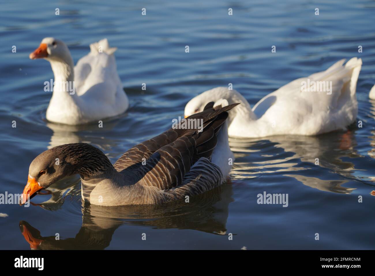 Five baby geese hi-res stock photography and images - Alamy