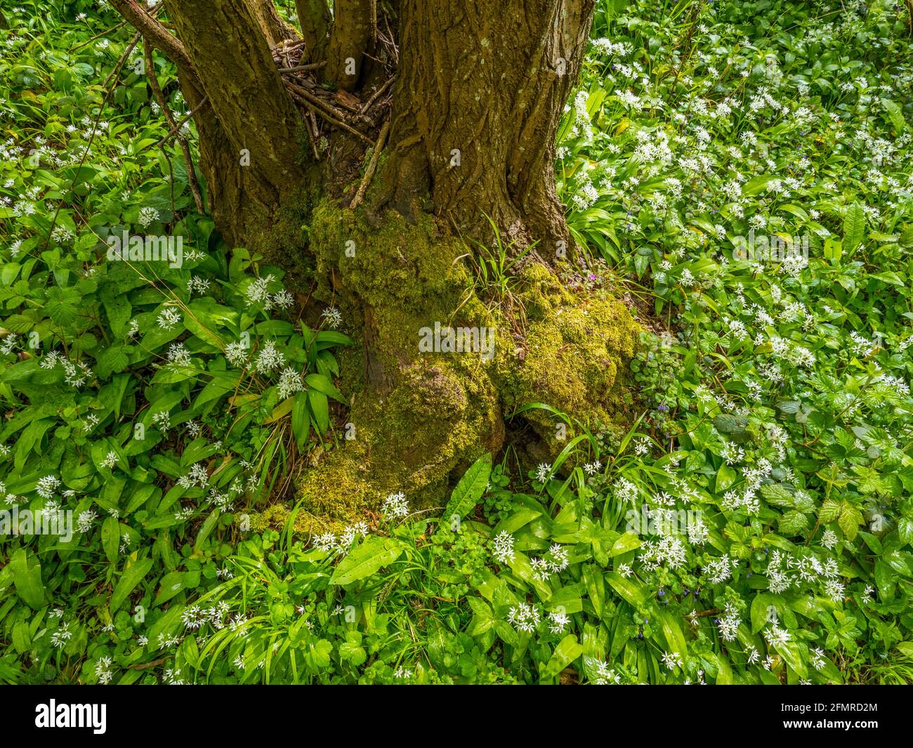 Woodland Landscape, Base of Tree Trunk, Wild Garlic, Oxfordshire ...