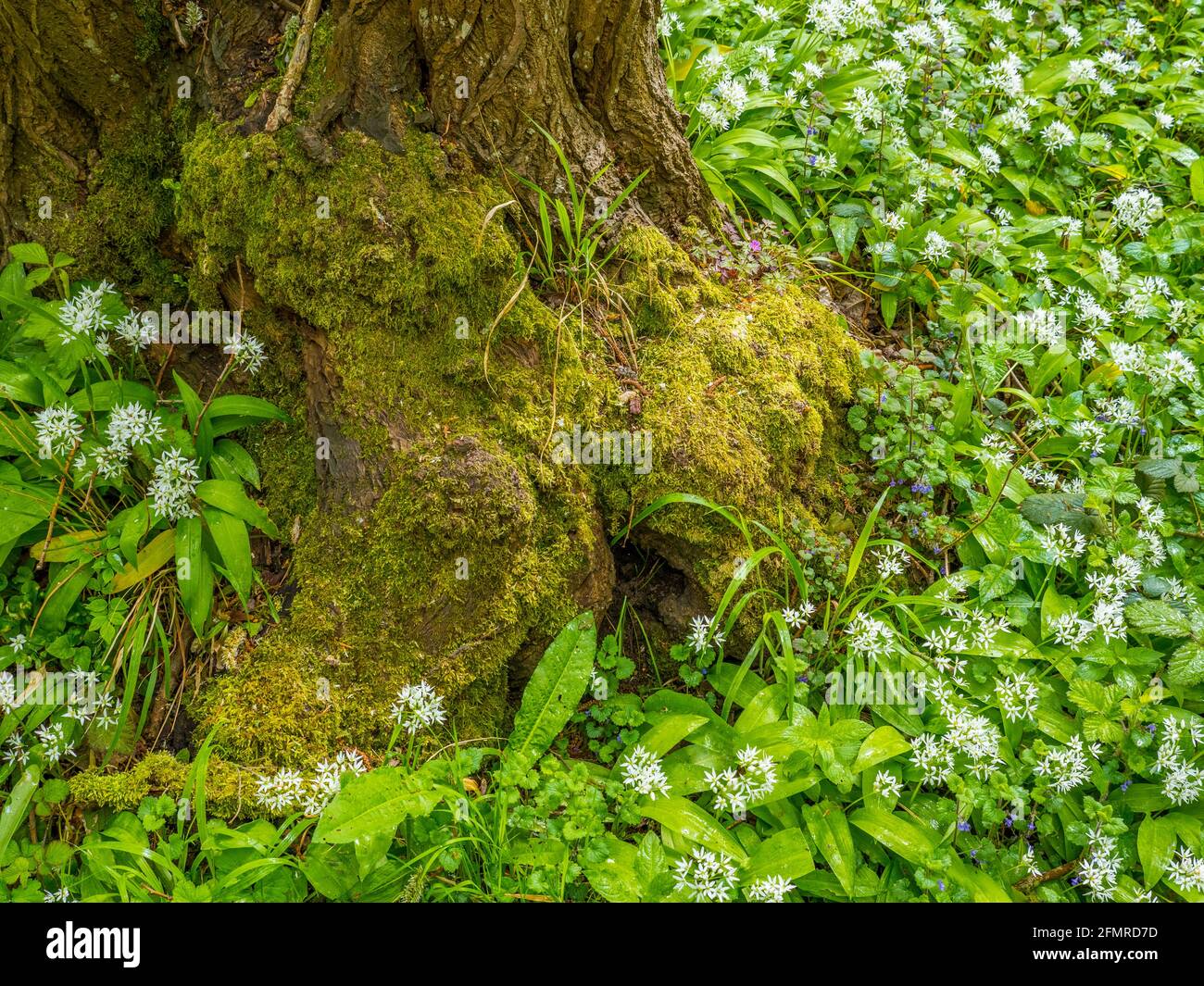 Base of tree hi-res stock photography and images - Alamy