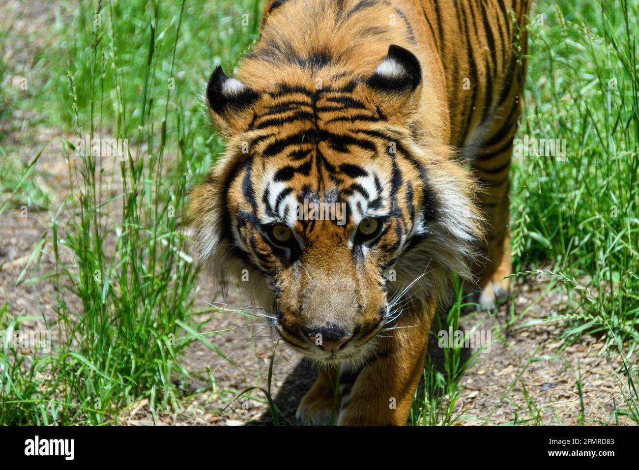 Bangle Tiger stalking in the grass Stock Photo - Alamy