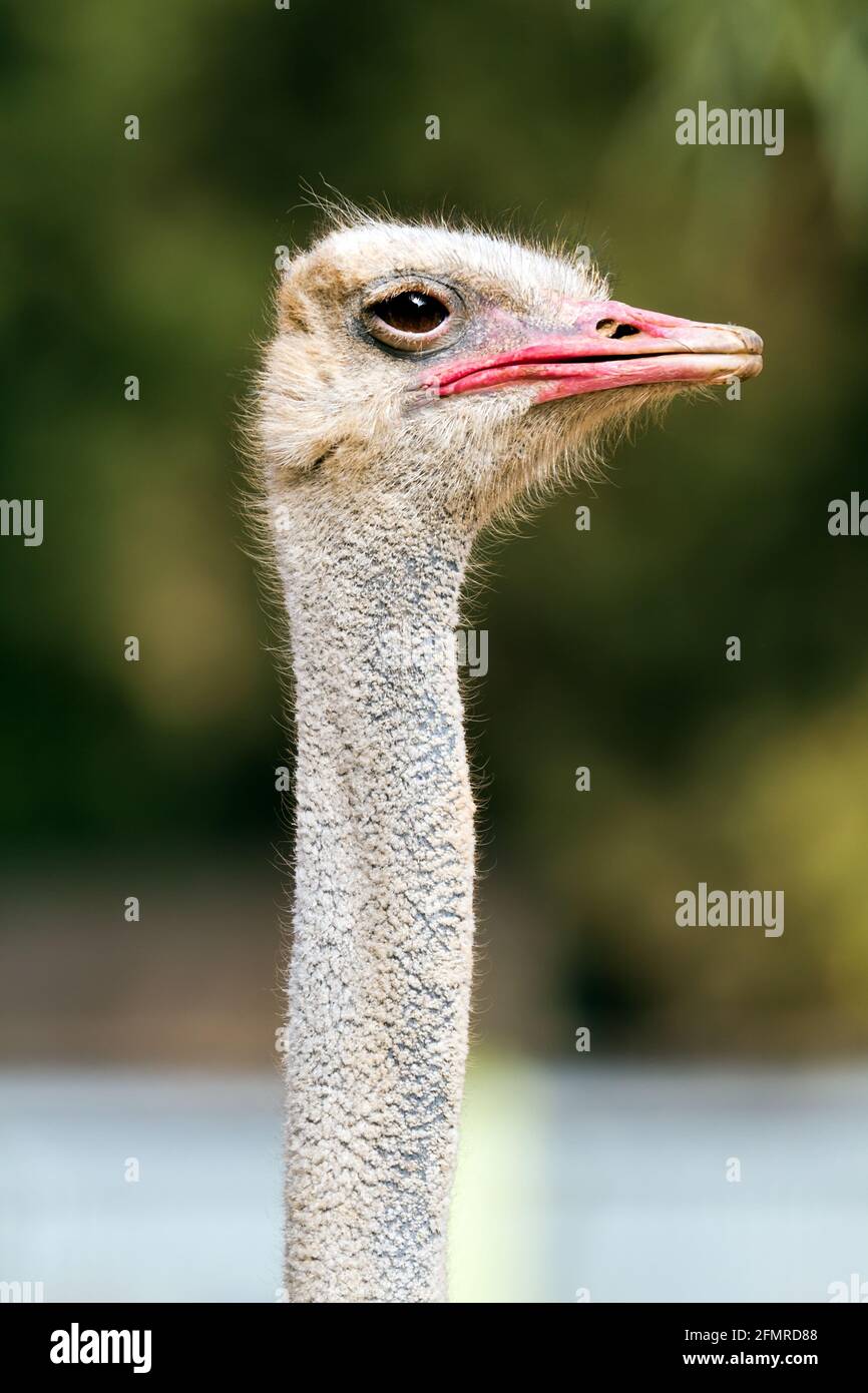 ostrich portrait in the farm, close up, background Stock Photo - Alamy