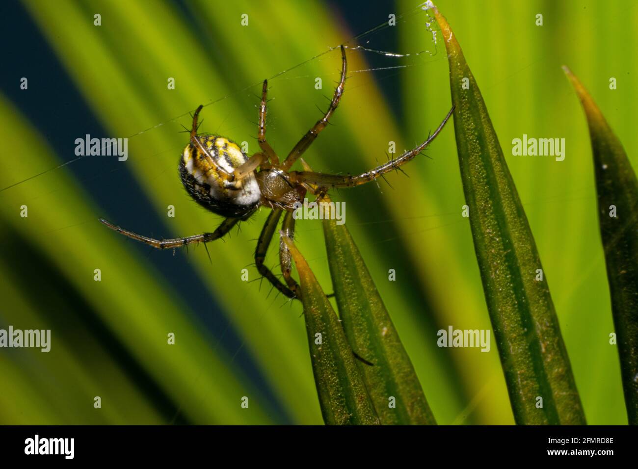 Zilla acalypha hi-res stock photography and images - Alamy