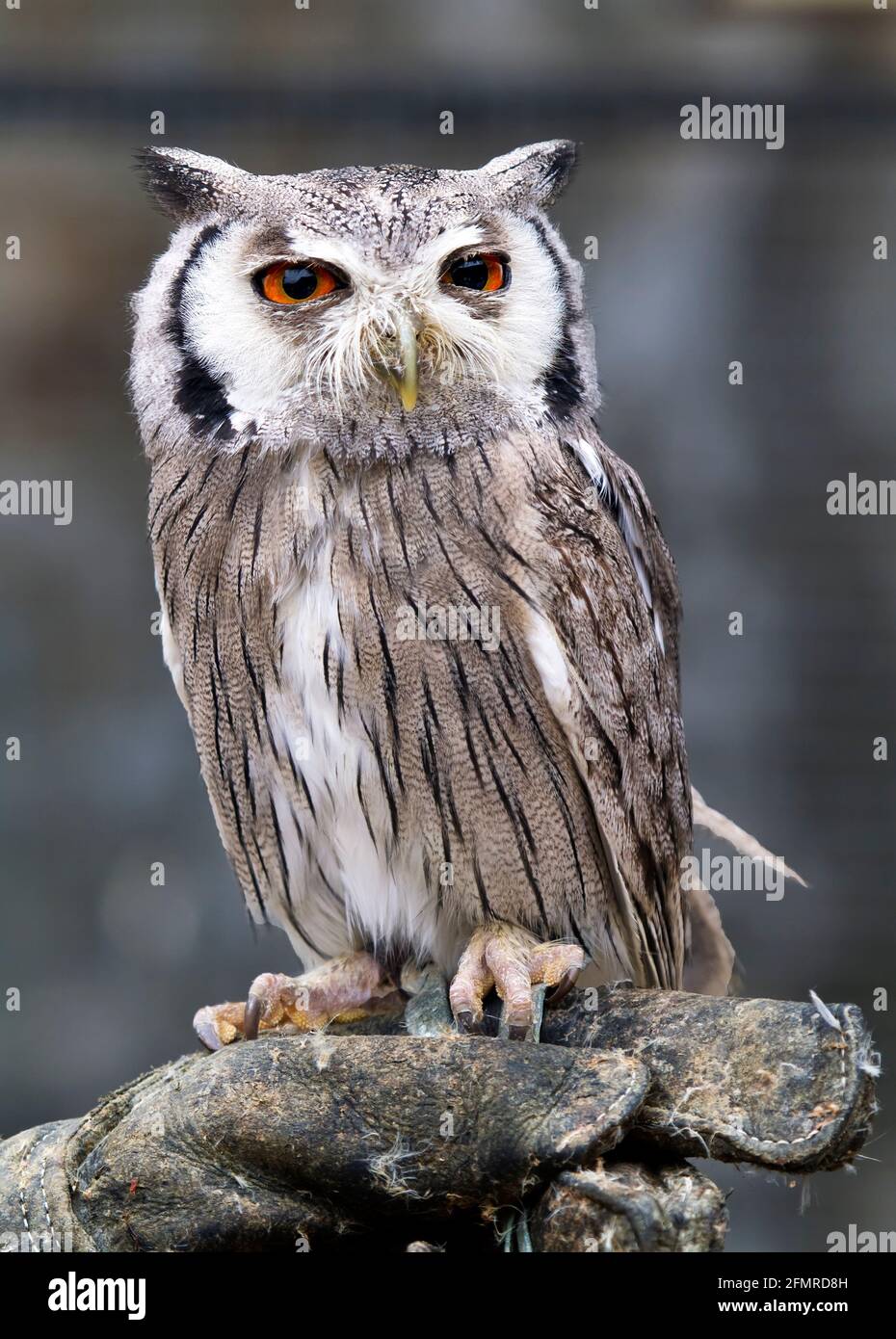 Beautiful raptor hi-res stock photography and images - Alamy