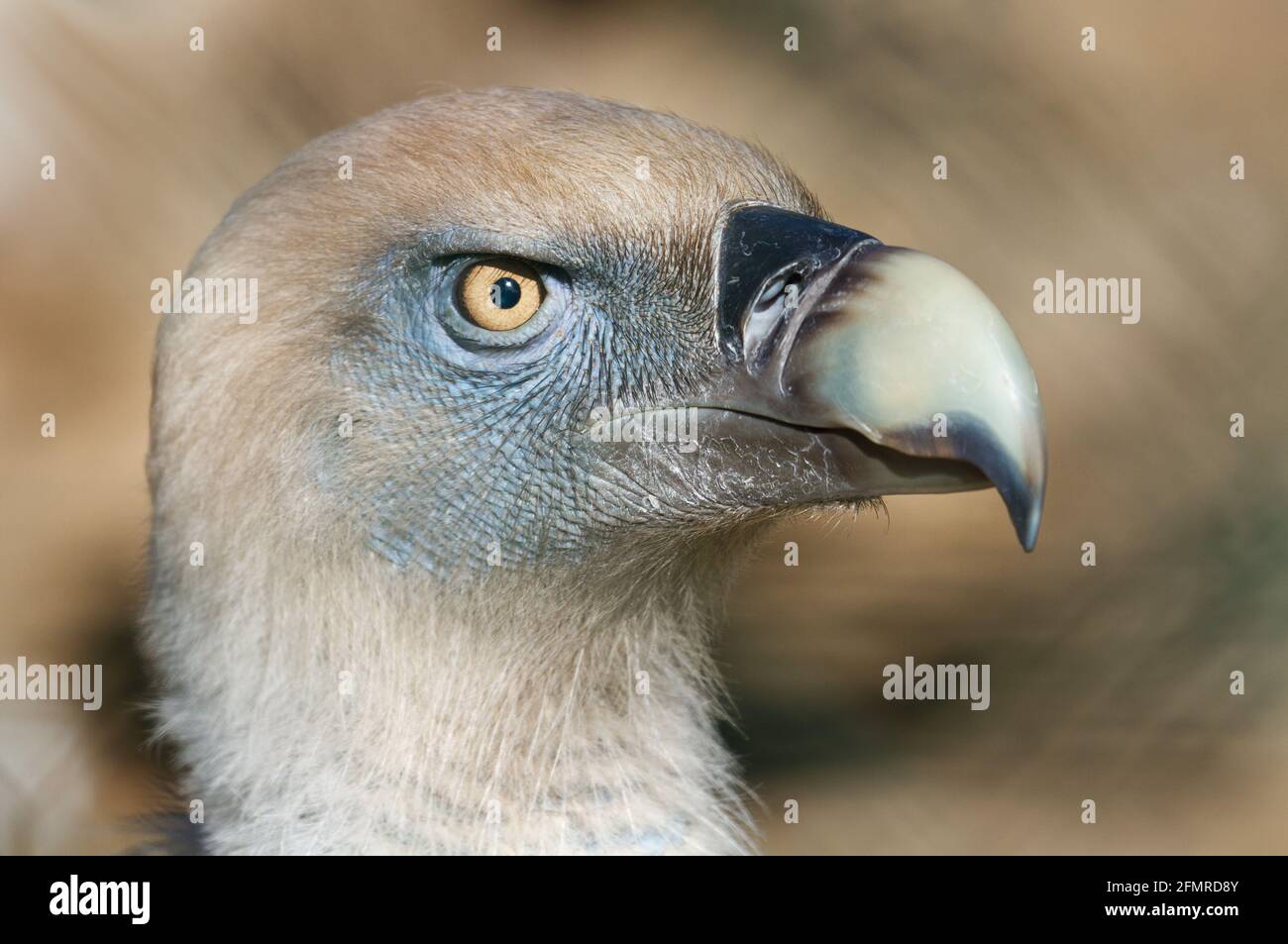 The griffon vulture (Gyps fulvus) is a species of bird of prey family ...