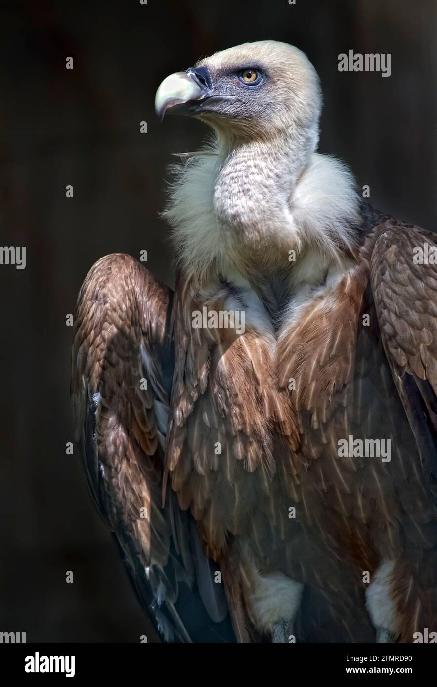 Side profile of the head of a Griffon Vulture Stock Photo - Alamy