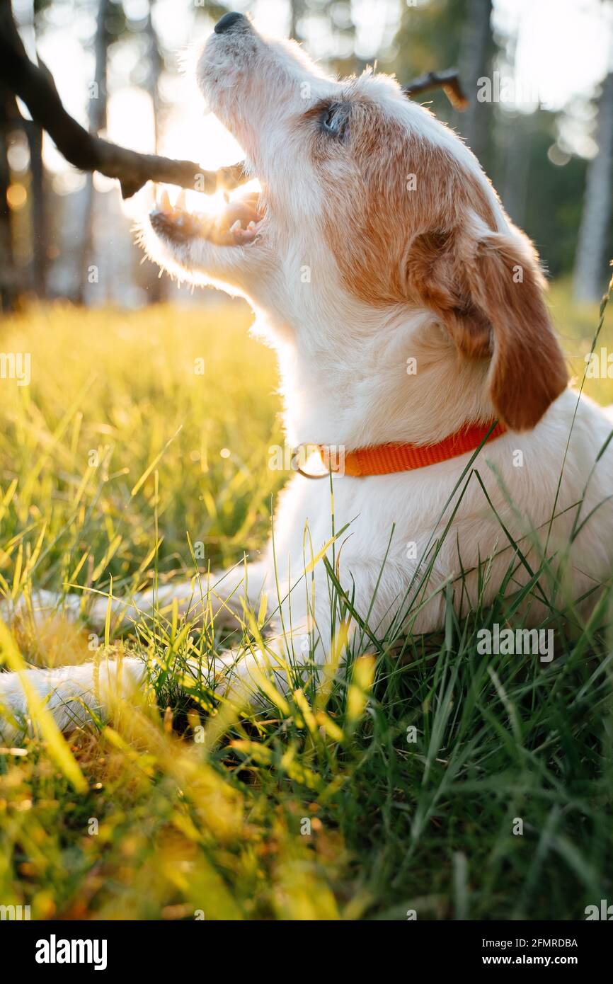 Gnaw stick hi-res stock photography and images - Alamy