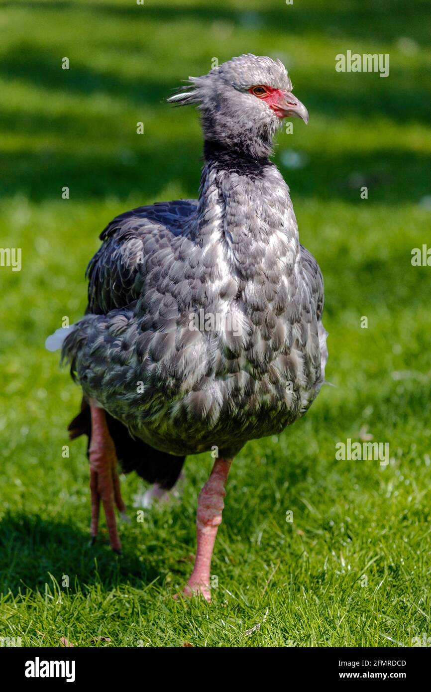 Common chaja hi-res stock photography and images - Alamy